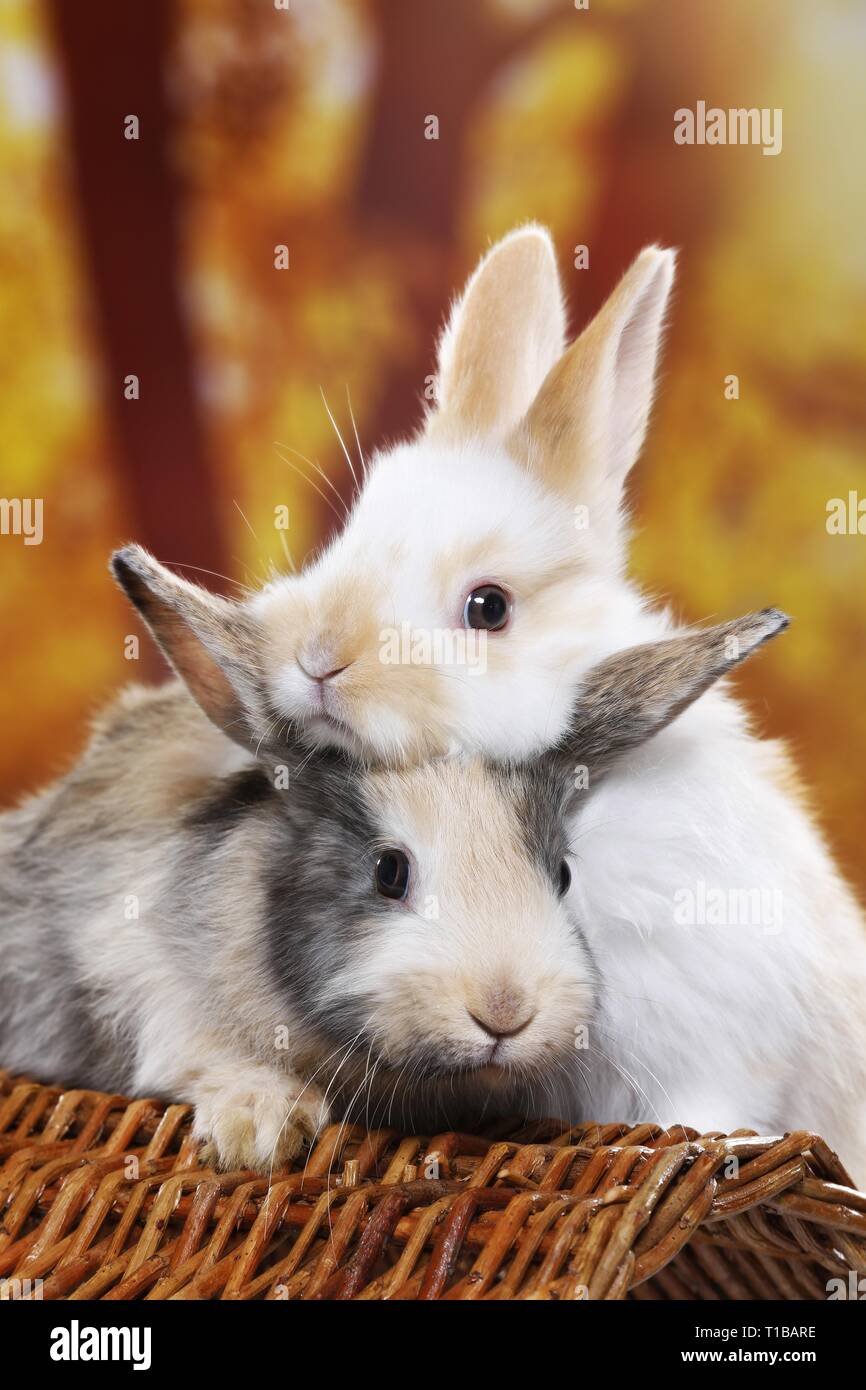 Rabbits tunnel hi-res stock photography and images - Alamy