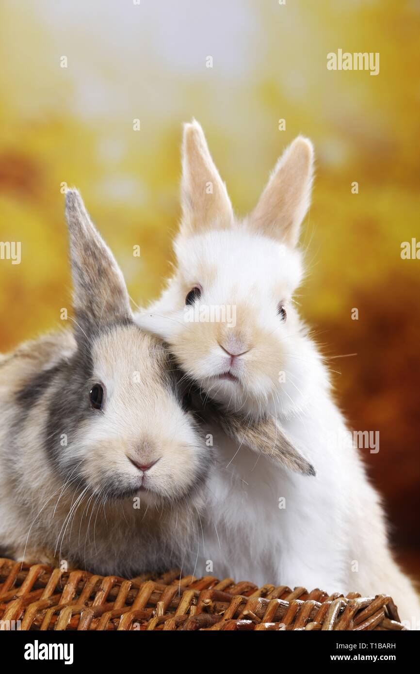 Two rabbits cuddling hi-res stock photography and images - Alamy
