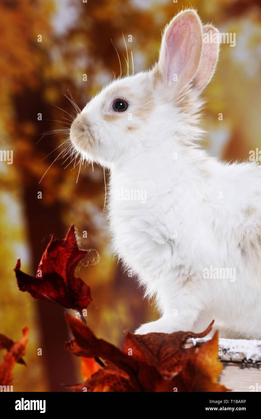 Piebald leaves hi-res stock photography and images - Alamy
