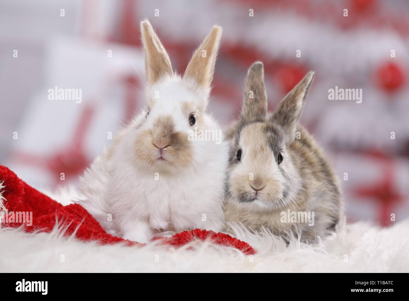 2 young rabbits Stock Photo - Alamy