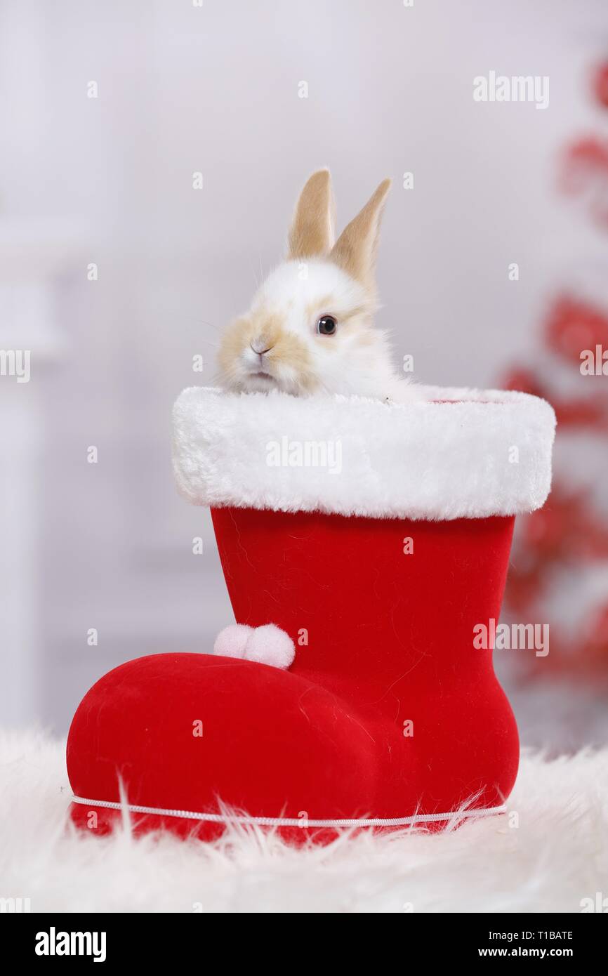 Cute rabbit coloured studio hi-res stock photography and images - Alamy