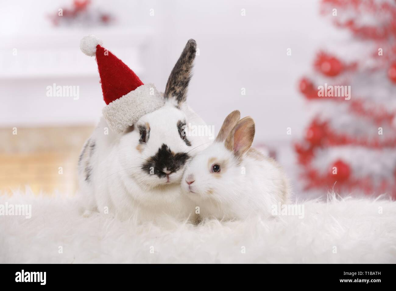 7 rabbits hi-res stock photography and images - Alamy