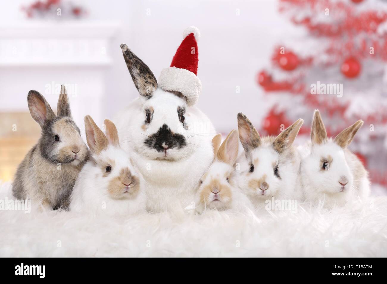Six rabbits hi-res stock photography and images - Alamy