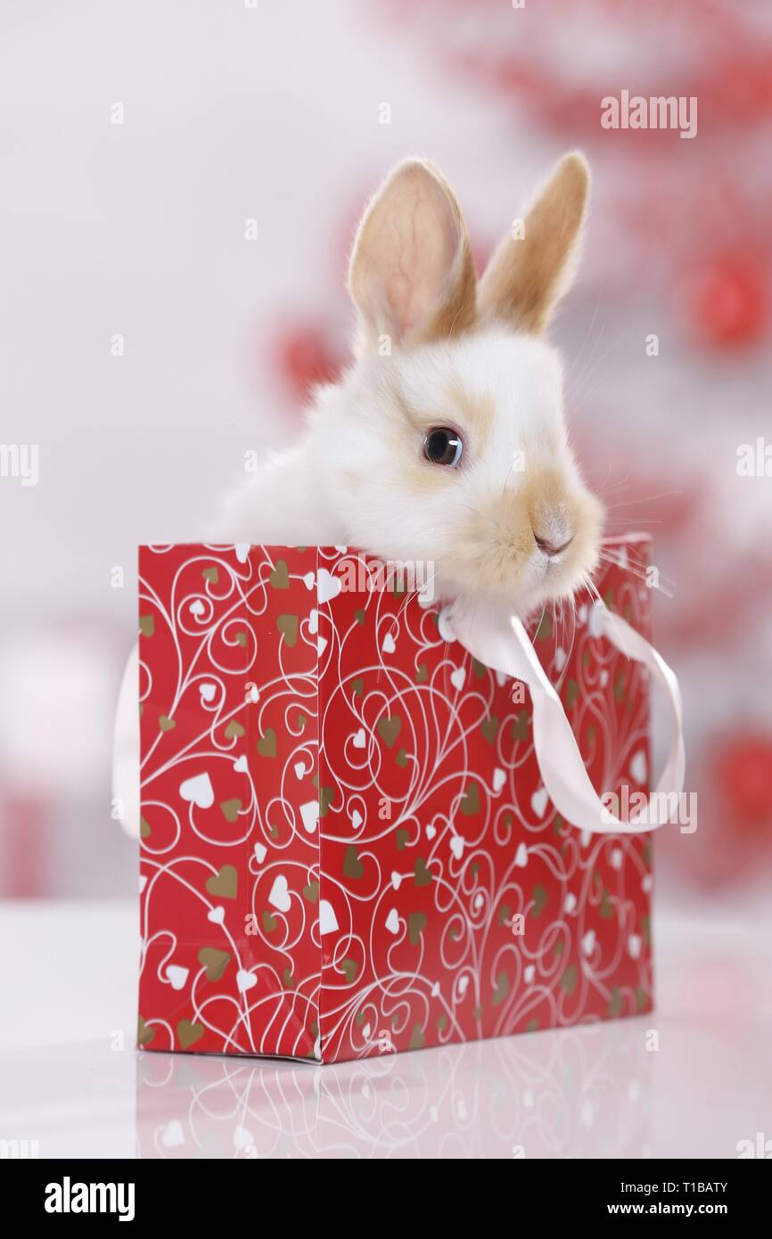 Cute rabbit coloured studio hi-res stock photography and images - Alamy
