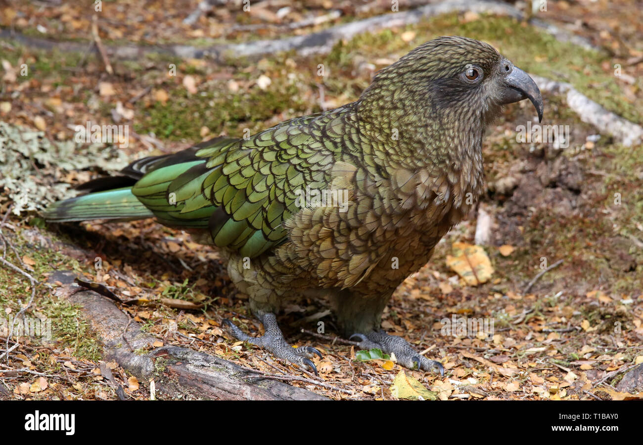 Kea wildlife bird hi-res stock photography and images - Alamy