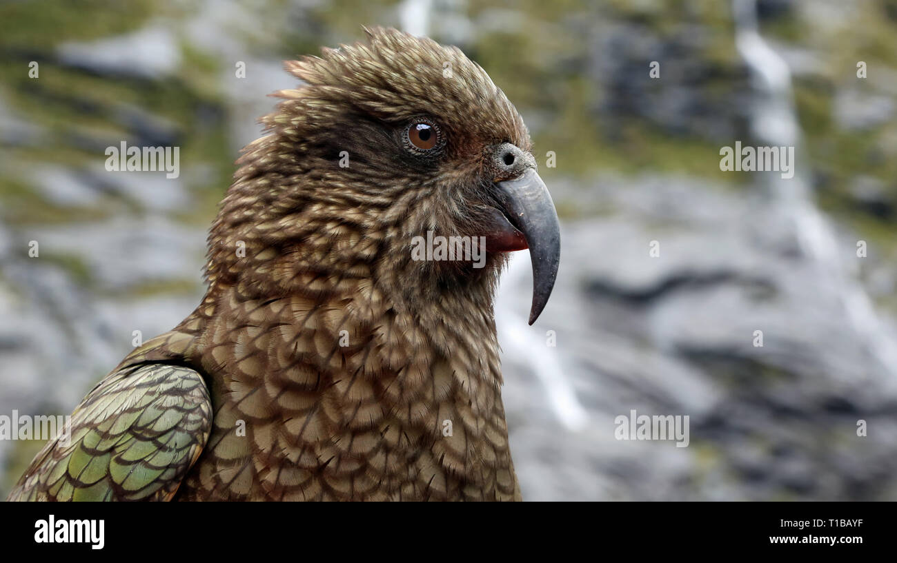Nestor notabilis hi-res stock photography and images - Alamy