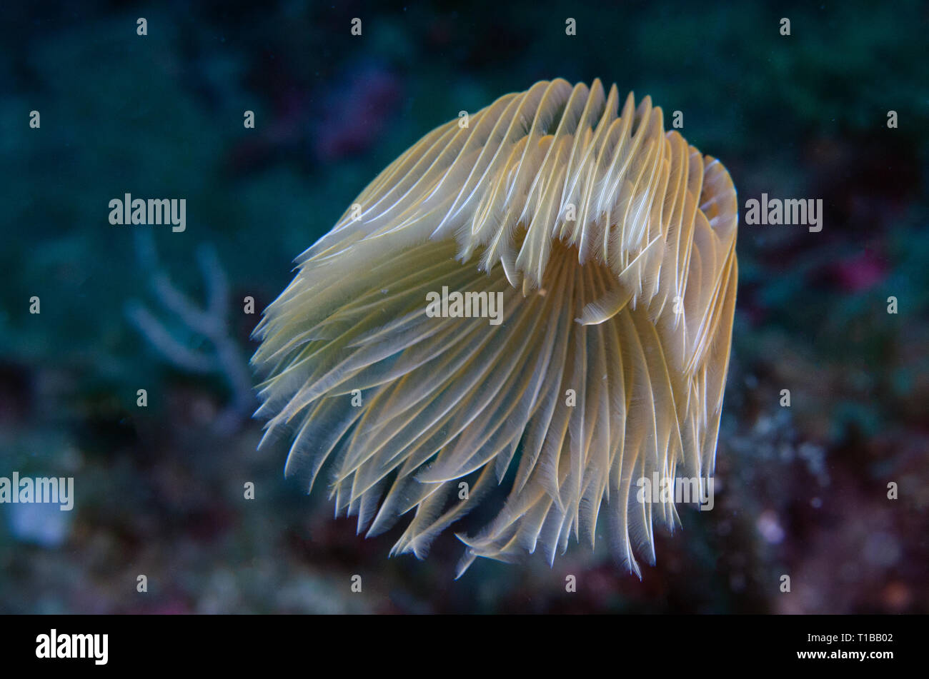 Marine worms hi-res stock photography and images - Alamy