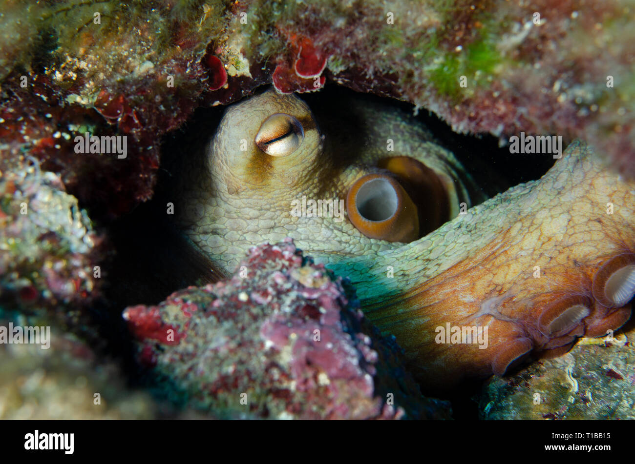 Octopus, Octopus vulgaris,Octopodidae, Tor Paterno Marine Protected ...