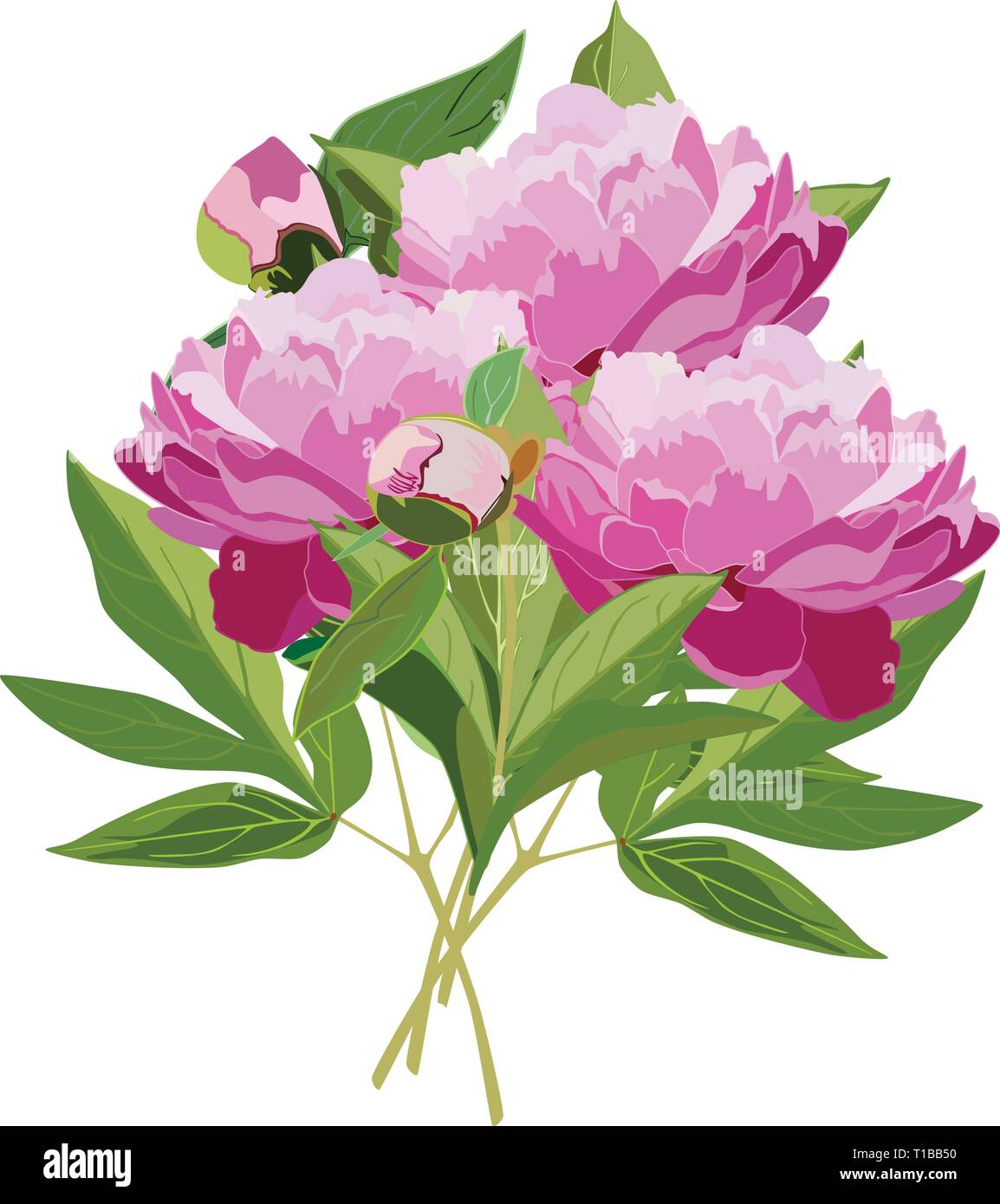 Bouquet of pink peonies, vector flat isolated illustration Stock Vector ...
