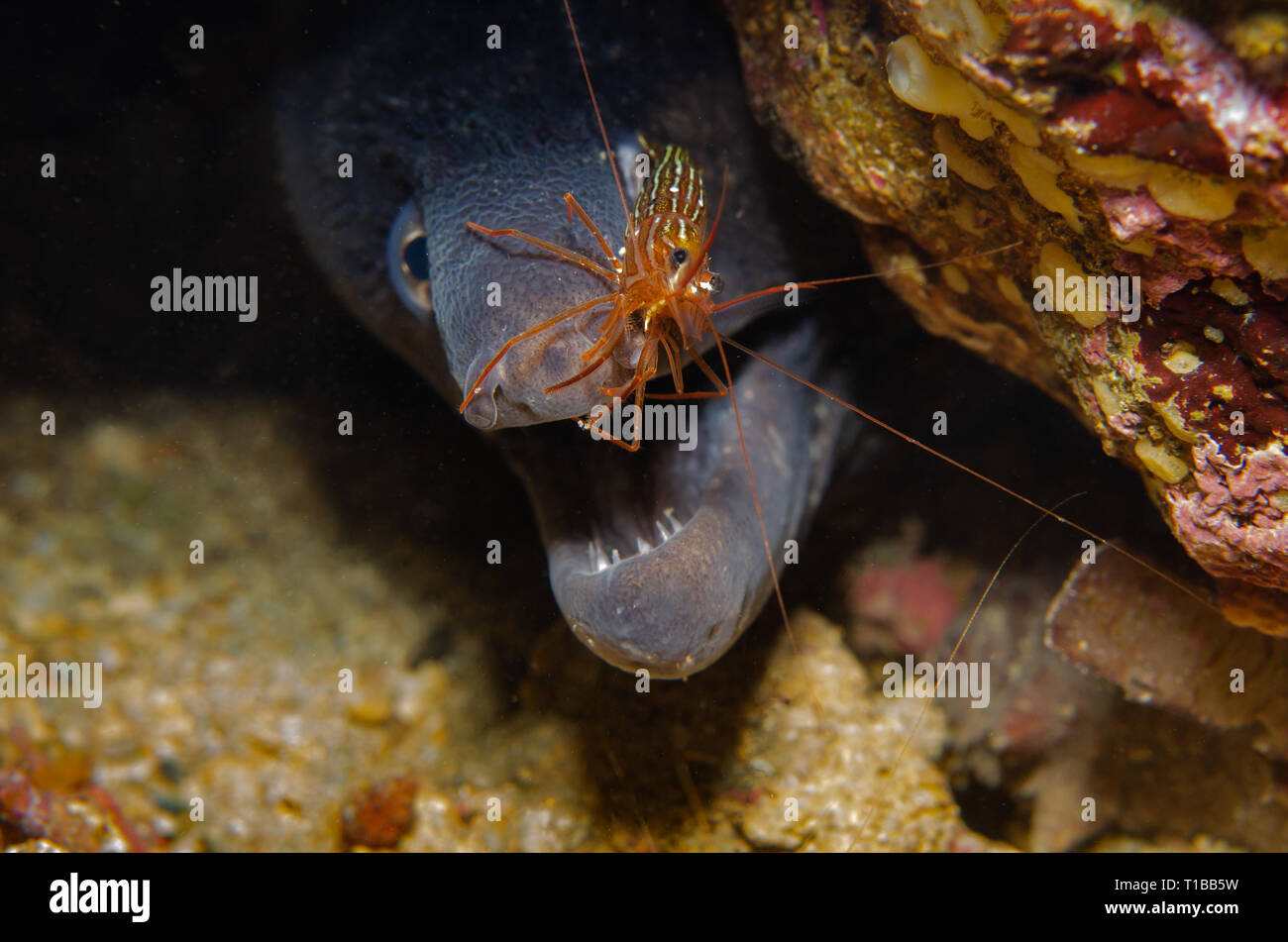 Mediterranean moray, Muraena helena, Muraneidae, cleaned by cleaning ...