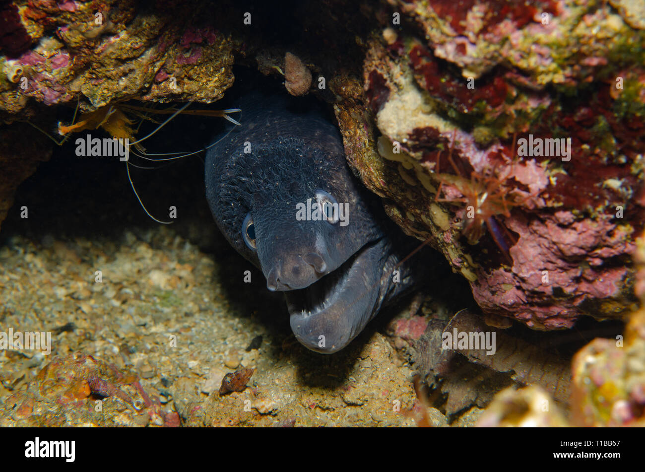 Mediterranean moray, Muraena helena, Muraneidae, Tor Paterno Marine ...