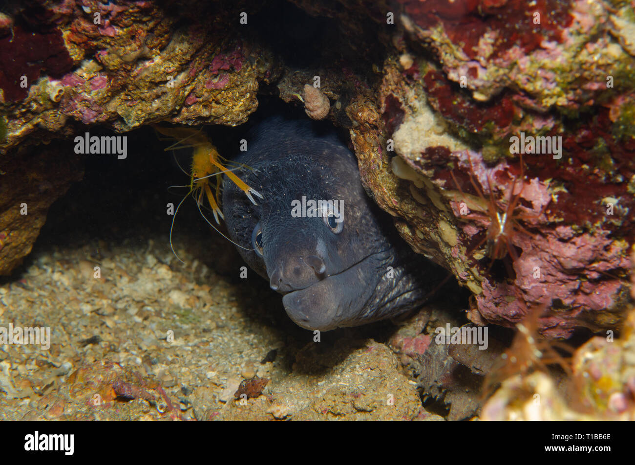 Mediterranean moray, Muraena helena, Muraneidae, Mediterranean cleaning ...