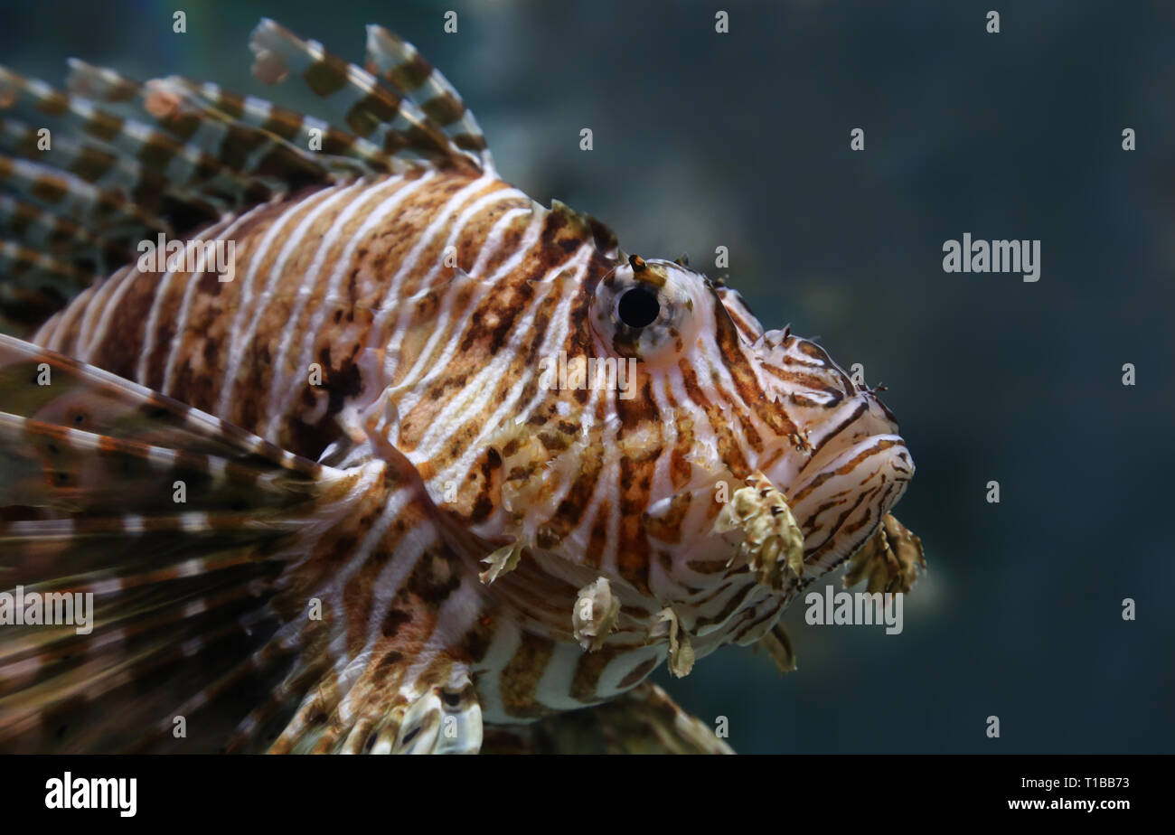 Red devil fish hi-res stock photography and images - Alamy