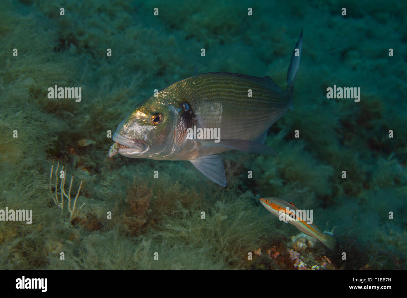 Sparus aurata hi-res stock photography and images - Alamy