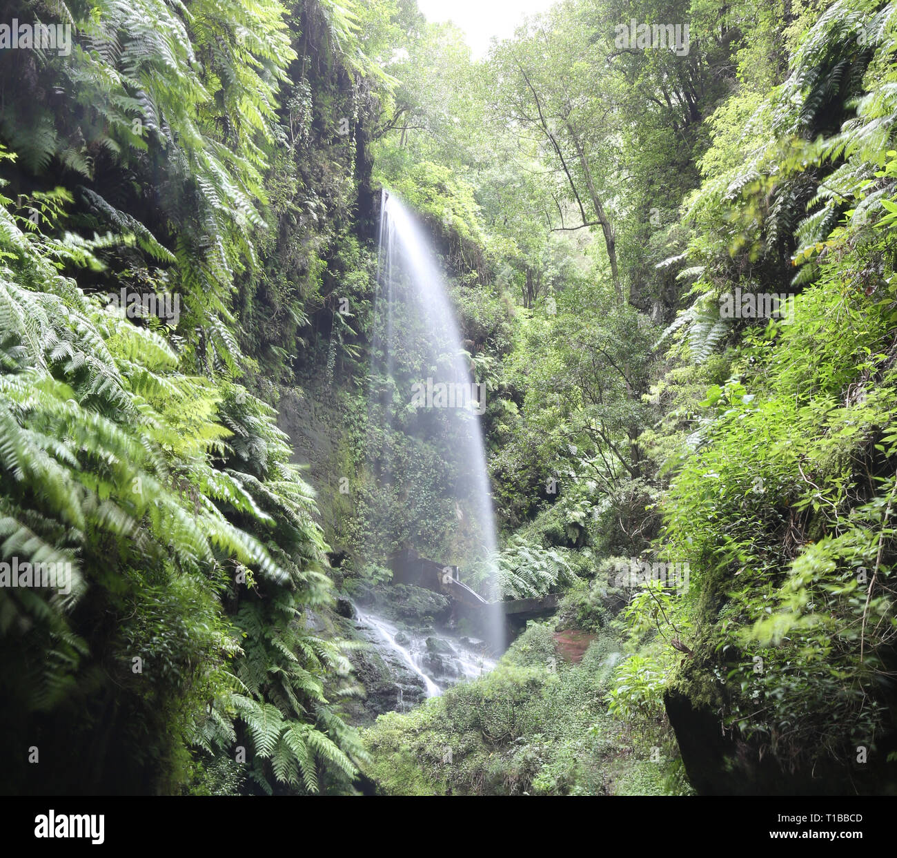Waterfall Cascada Los Tilos (La Palma, Canary Islands Stock Photo - Alamy