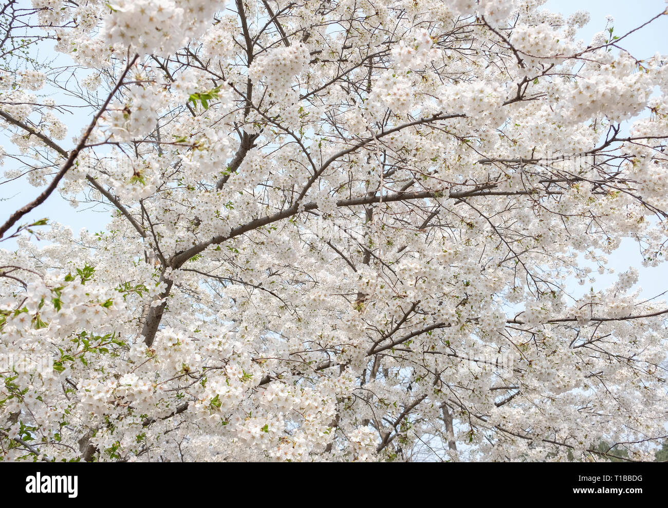 Close up white sakura flower blossom on tree in spring seasonal,natural ...