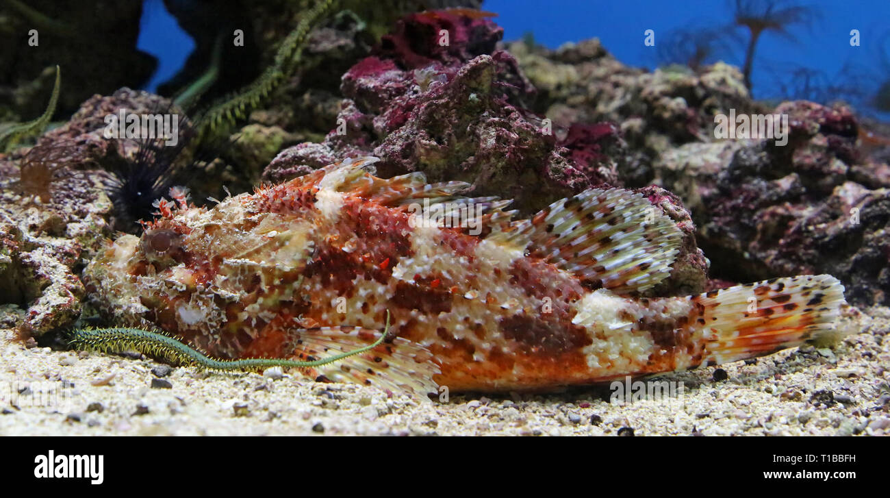 Reef stonefish australia hi-res stock photography and images - Alamy