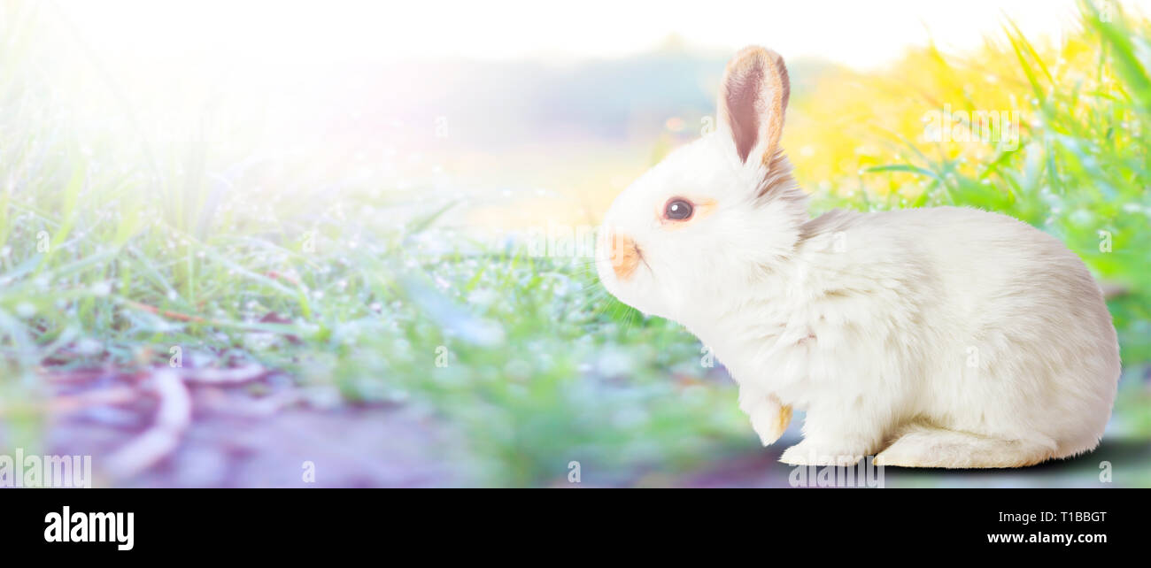 cute white bunny among spring green grass Stock Photo - Alamy