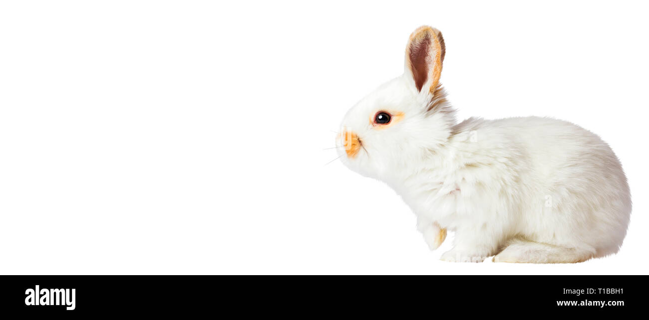 white easter bunny isolated on white background Stock Photo - Alamy
