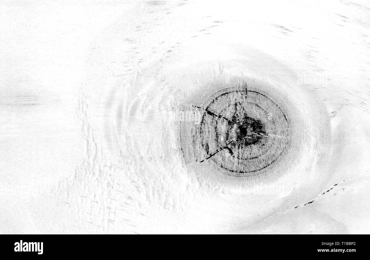 Pine wood texture on wooden wall, black & white softwood pattern ...