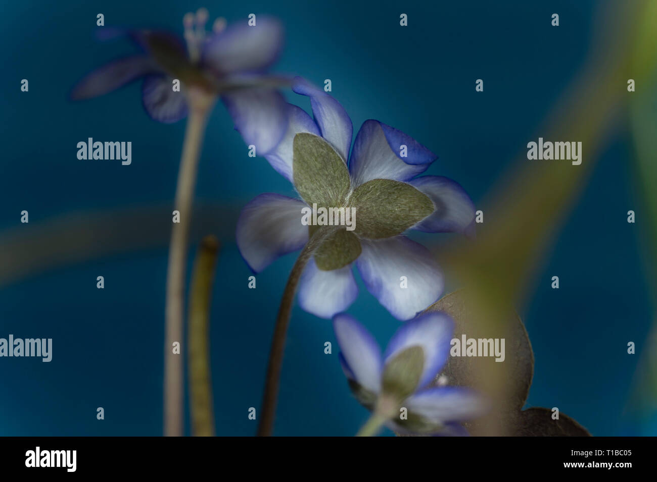Close-up of blue Hepatica Nobilis, early blooming spring plants, shades ...