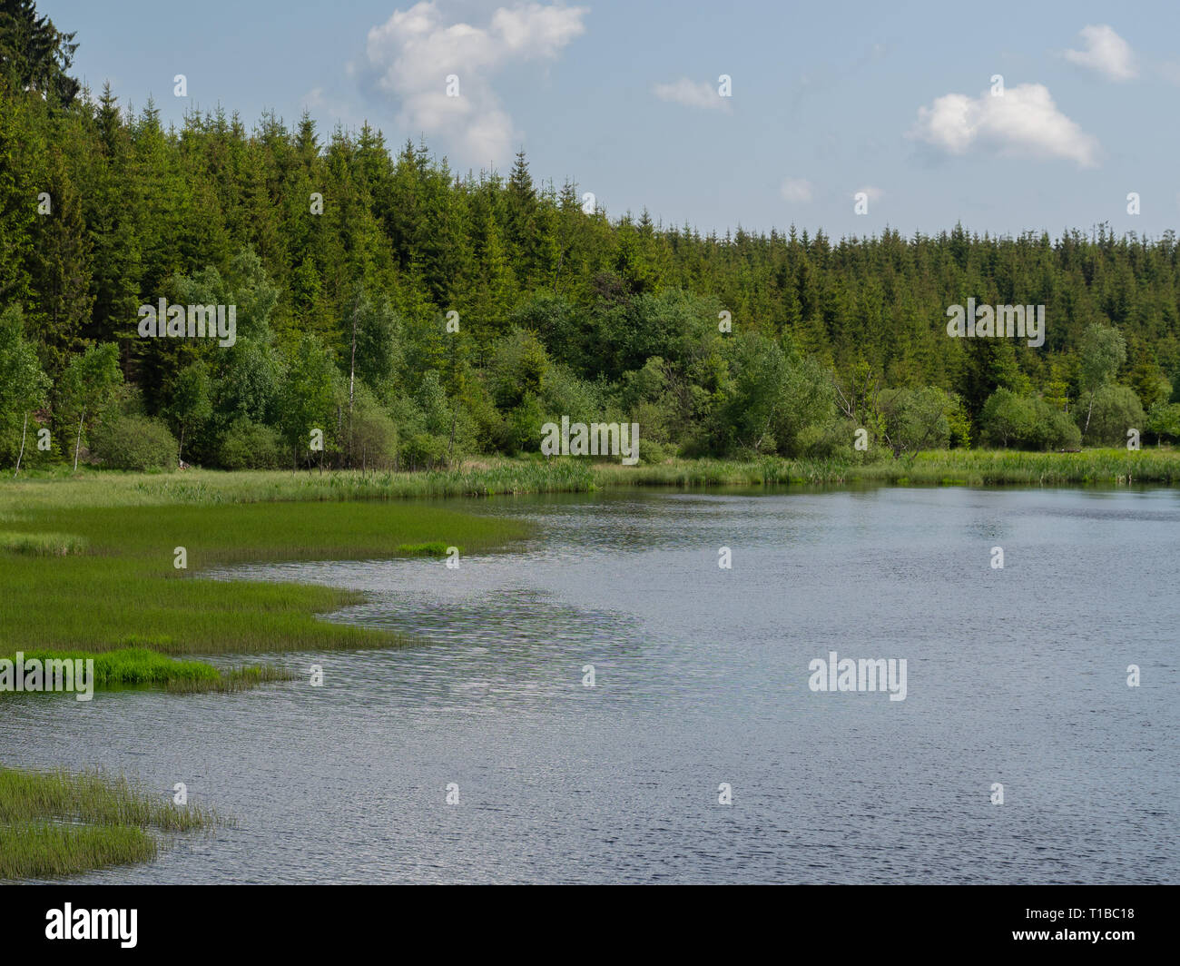 Pond in forest hi-res stock photography and images - Alamy
