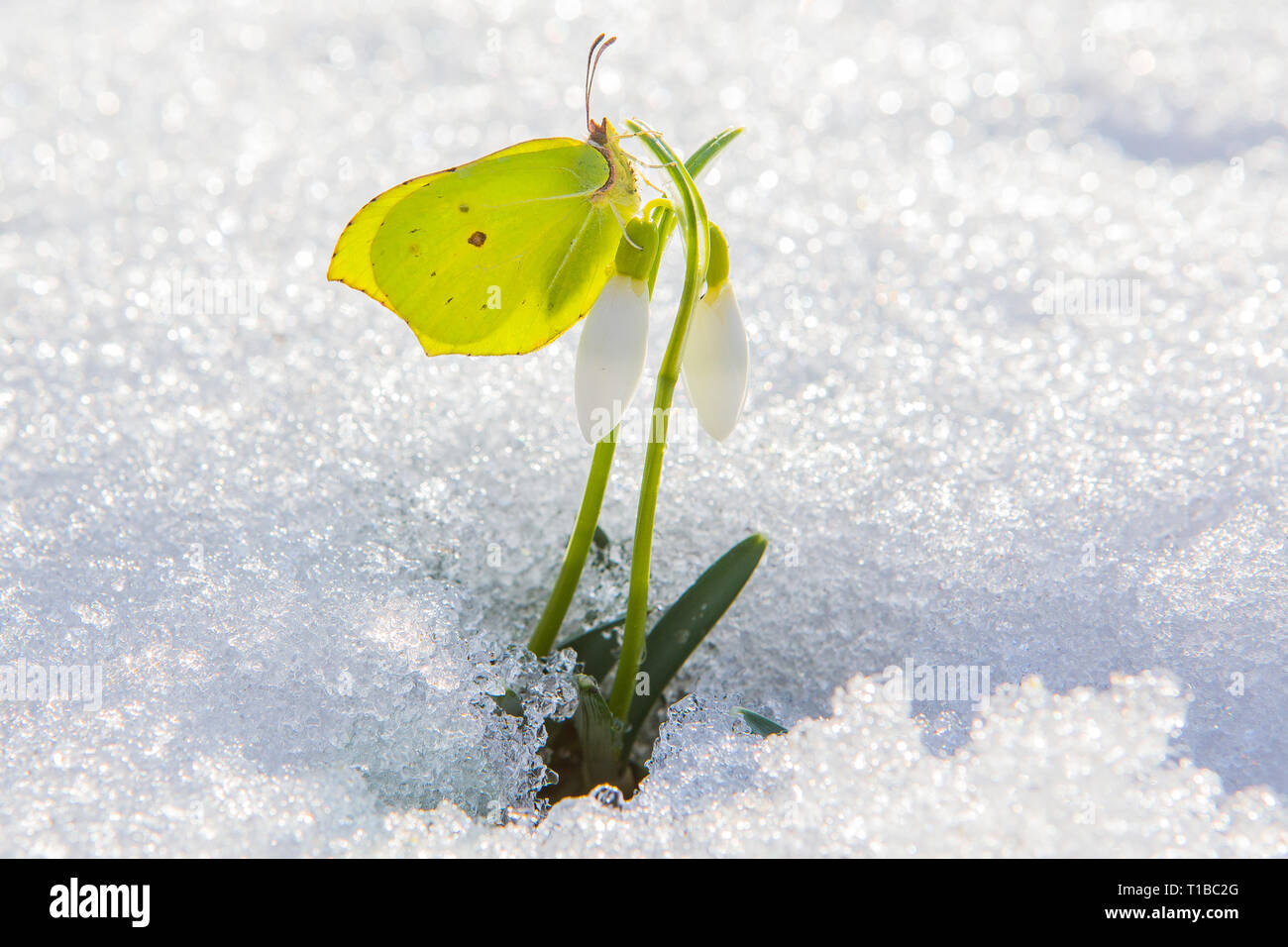 Delicate beauty of spring fighting last frost of leaving winter Stock ...