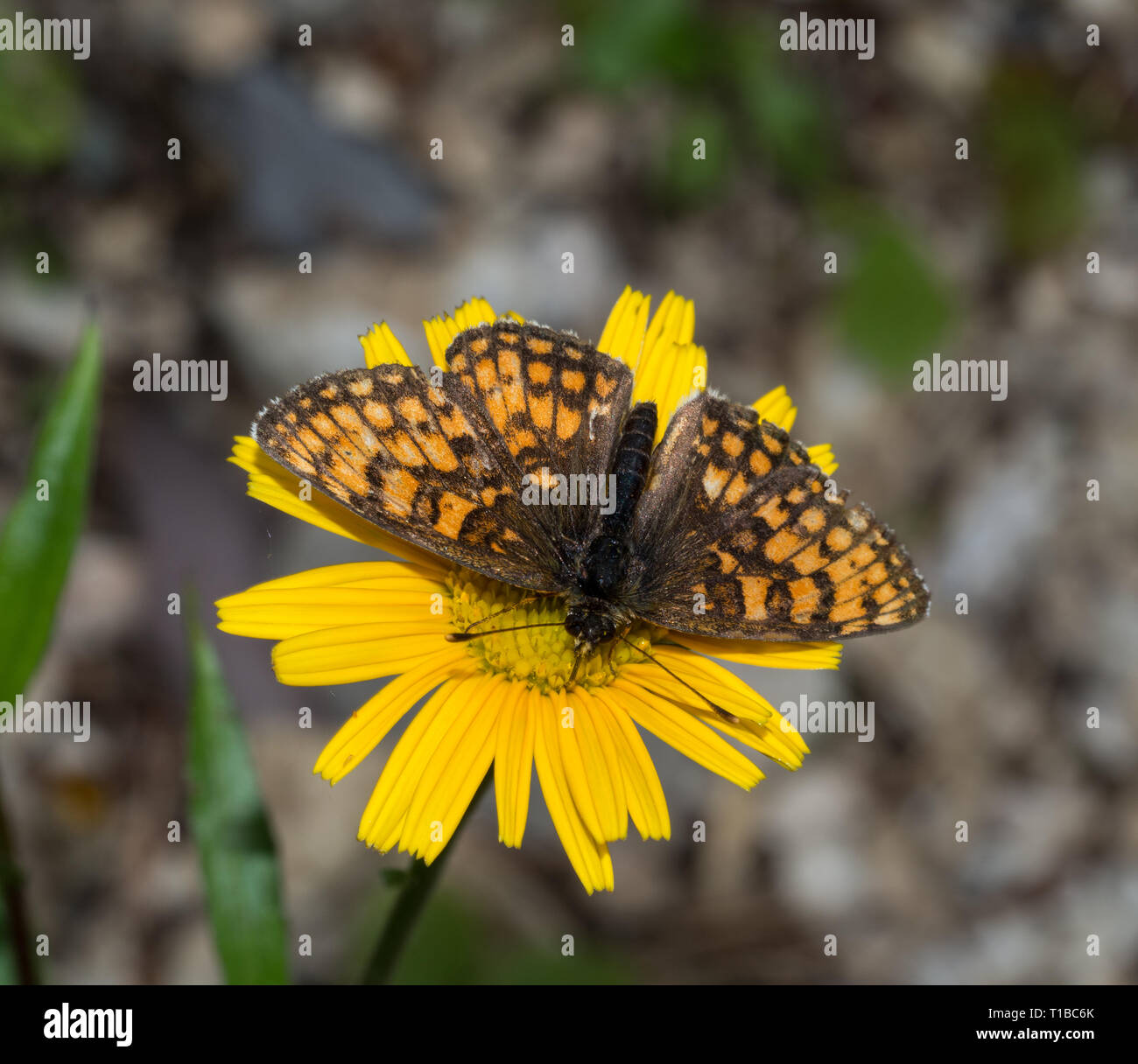 Orange buttefly hi-res stock photography and images - Alamy