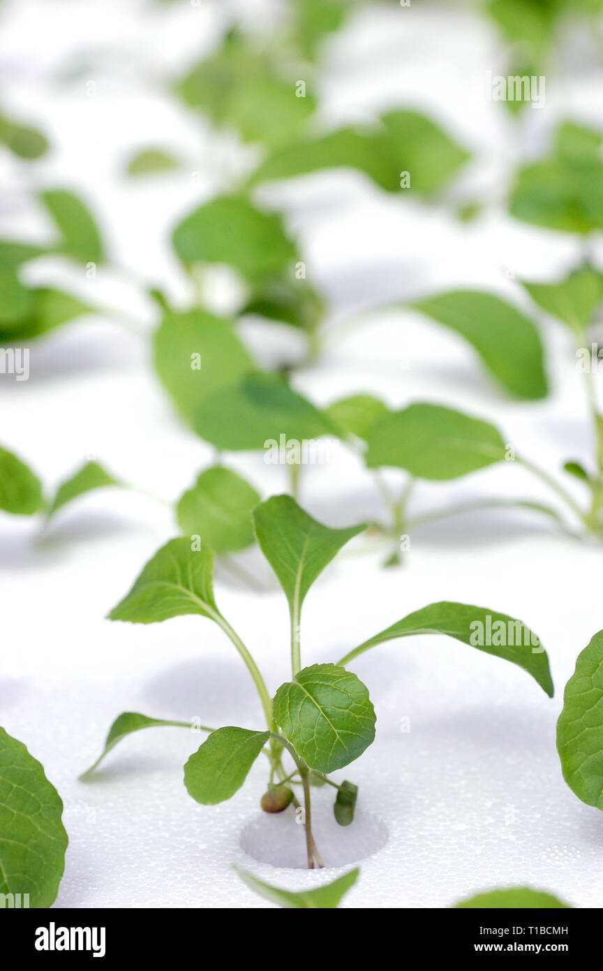 Hydroponic sprout growth process in biology laboratory, science ...