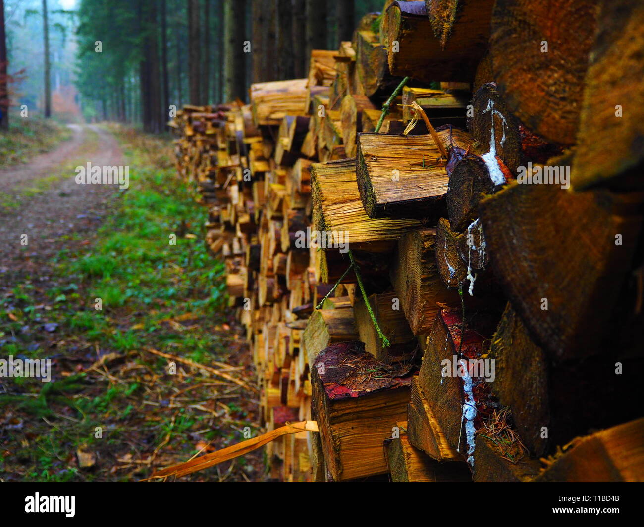 Stack of logs Stock Photo - Alamy