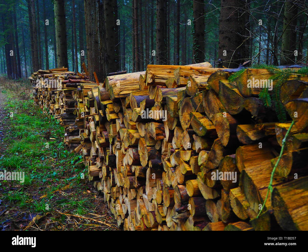 Stack of logs Stock Photo - Alamy