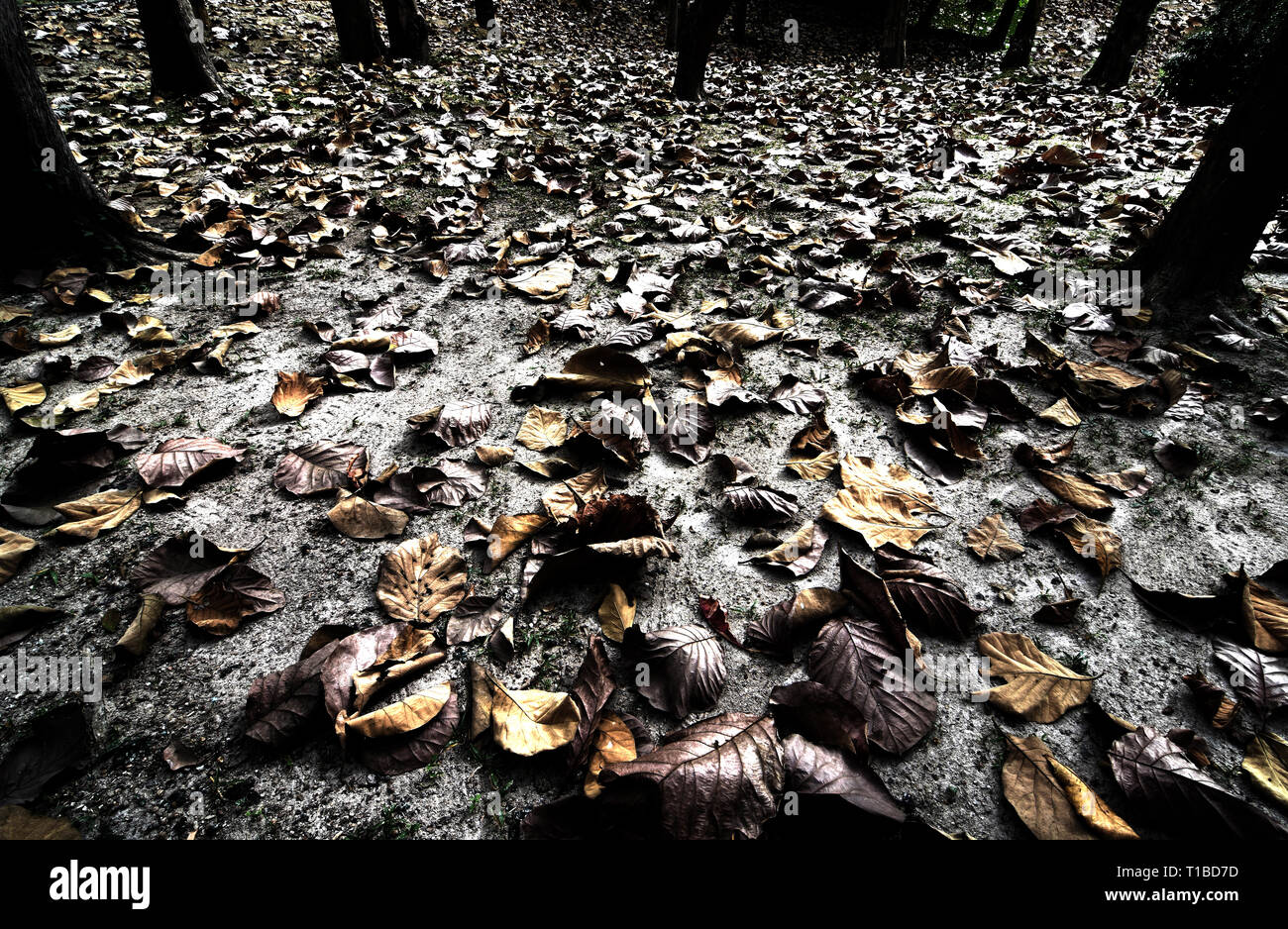 Underexposure low key image of fallen teak leaves on the ground in ...