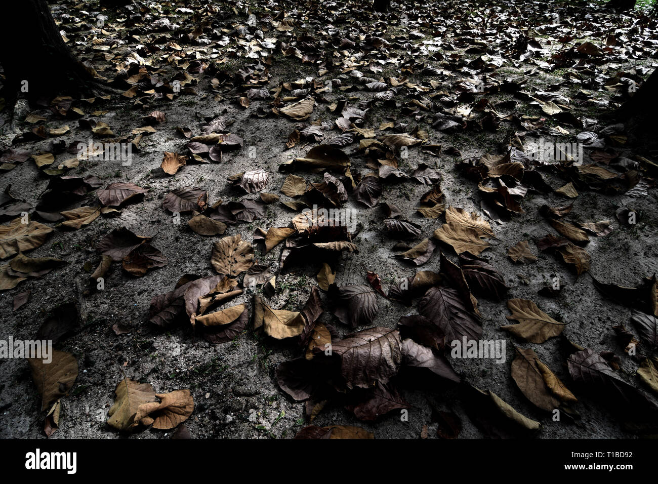 Underexposure low key image of fallen teak leaves on the ground in ...