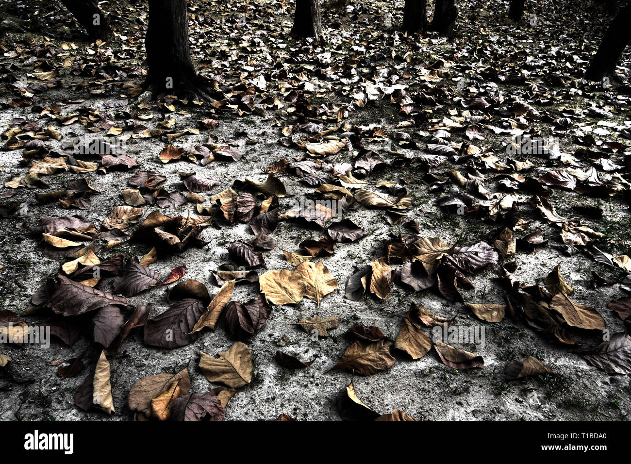 Underexposure low key image of fallen teak leaves on the ground in ...
