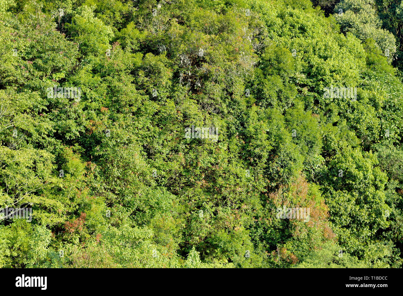Dense green leaves texture in deep jungle as background, tropical ...