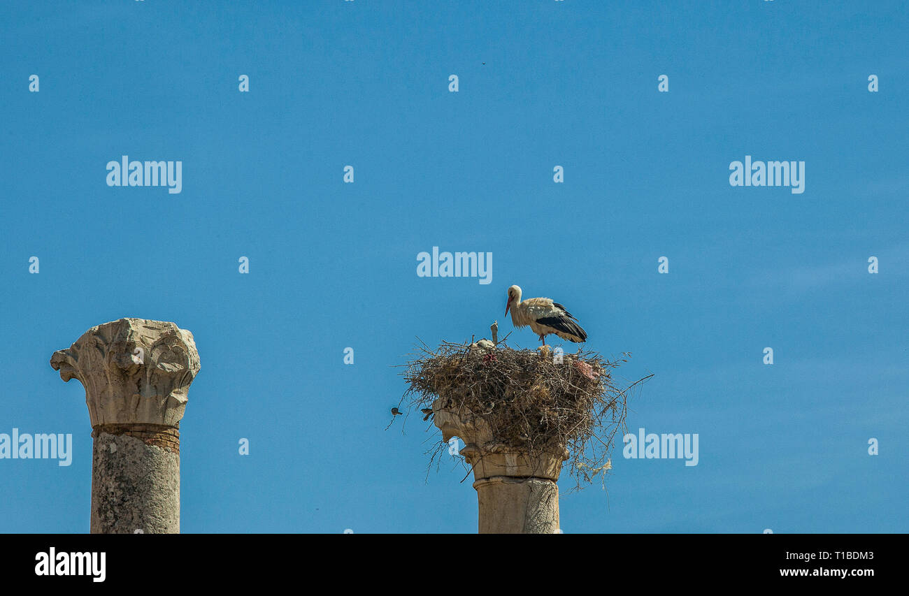 Roman doric stone columns hi-res stock photography and images - Alamy