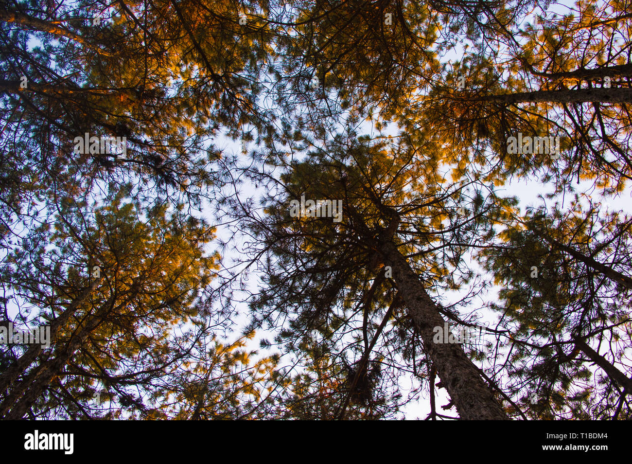 Frog perspective on tall trees in a forest Stock Photo - Alamy
