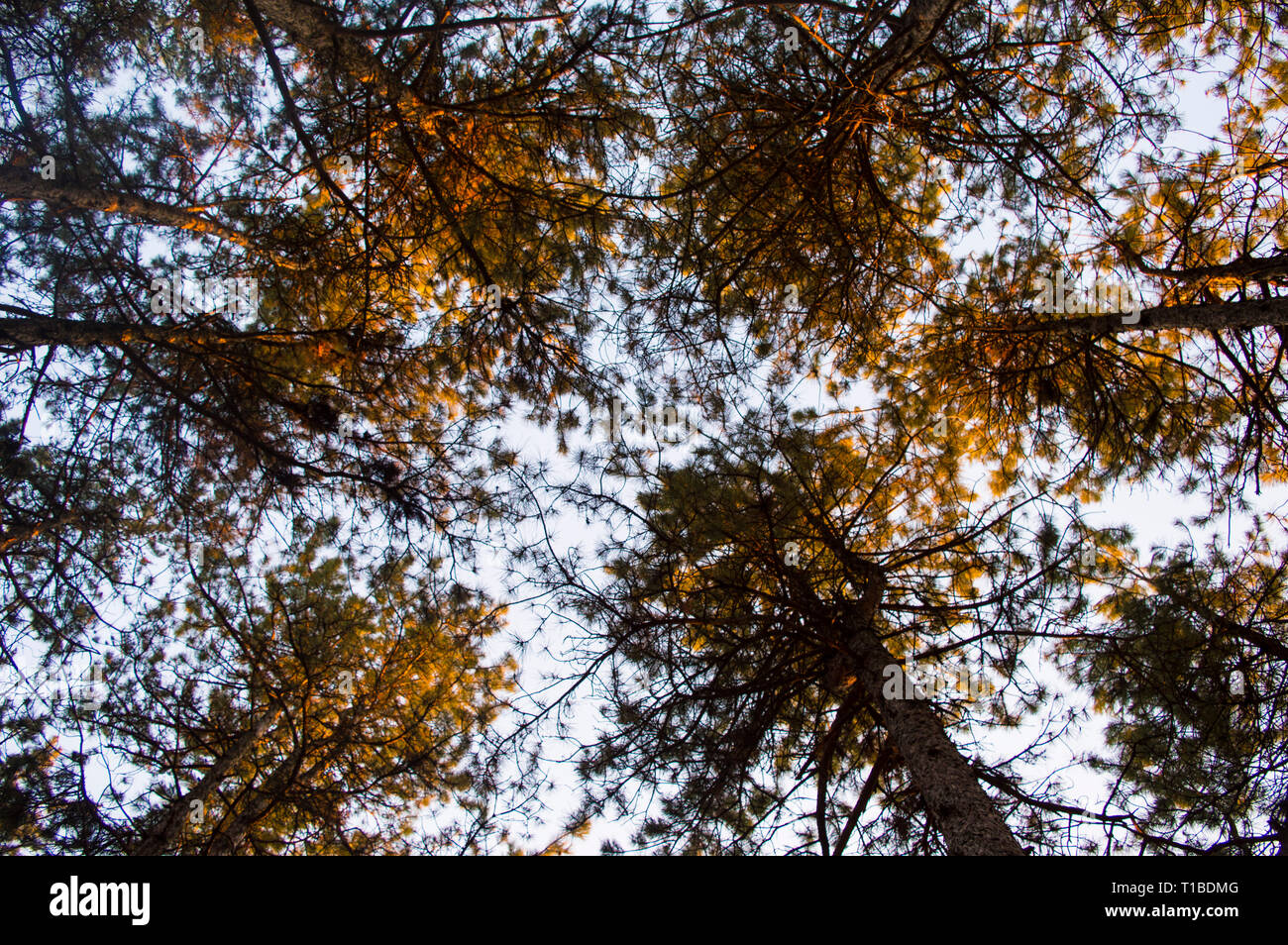 Frog perspective forest hi-res stock photography and images - Alamy
