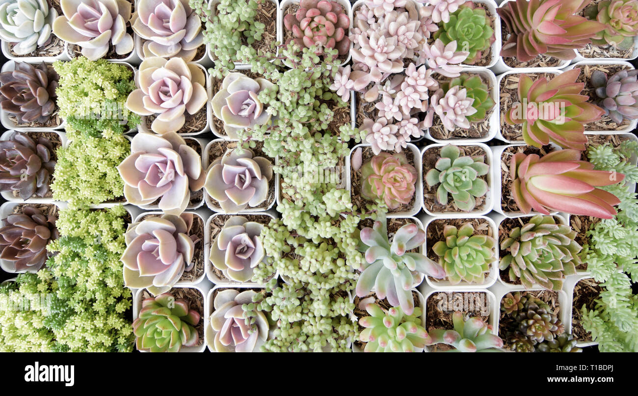 Top view close up image on many kind of cute cactus in small square ...