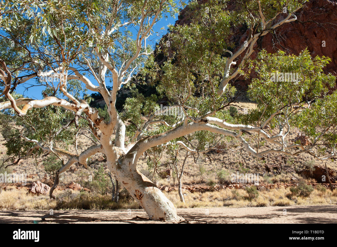 Albert namatjira simpsons gap hi-res stock photography and images - Alamy
