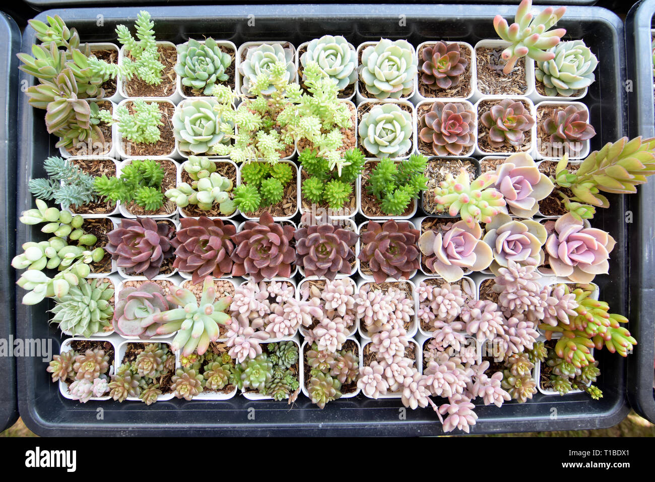 Top view close up image on many kind of cute cactus in small square ...