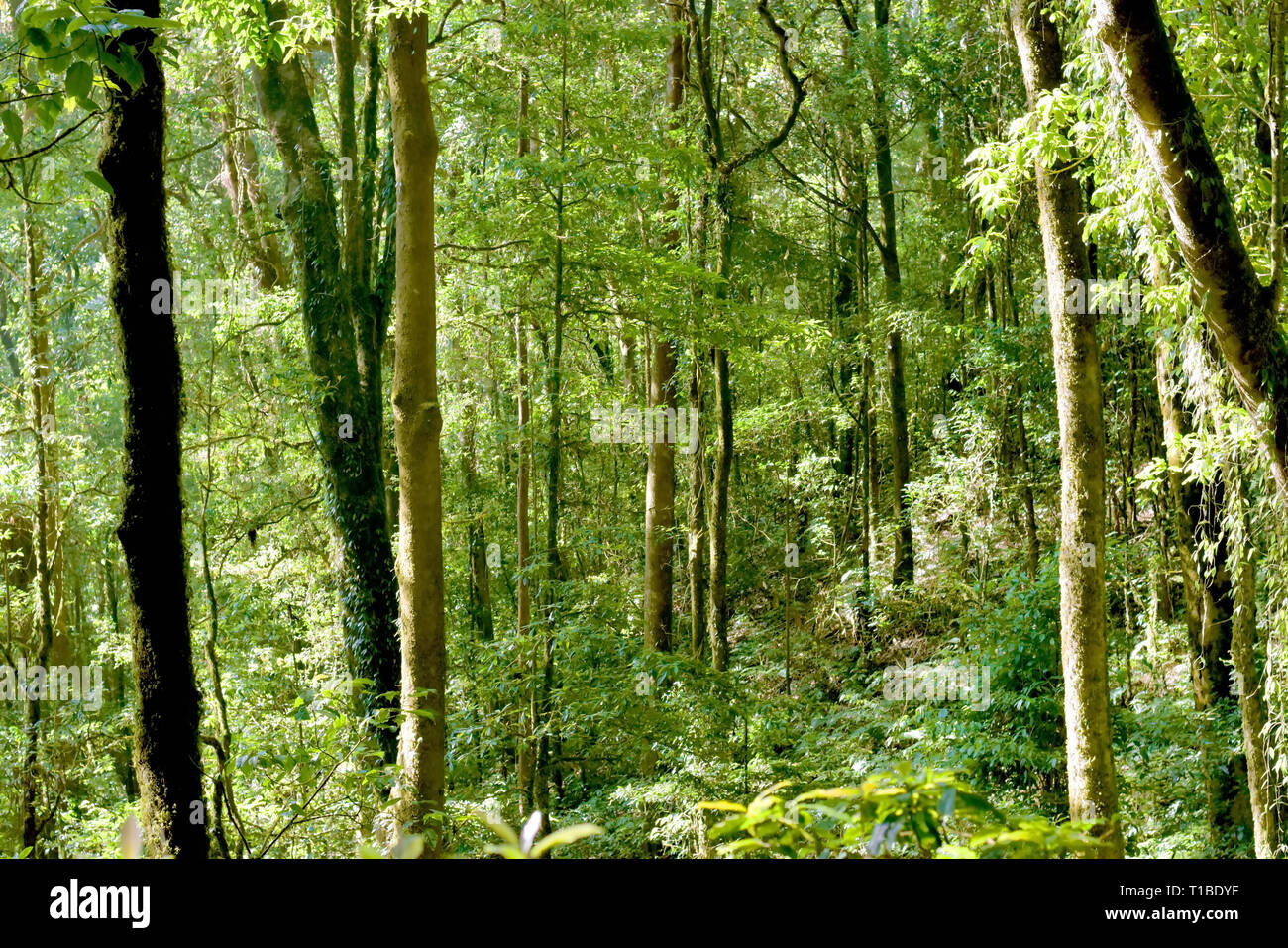 Evergreen forest trees environment, ecology of green tree in tropical ...