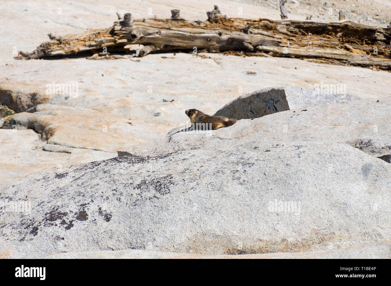 Marmot yosemite hi-res stock photography and images - Alamy