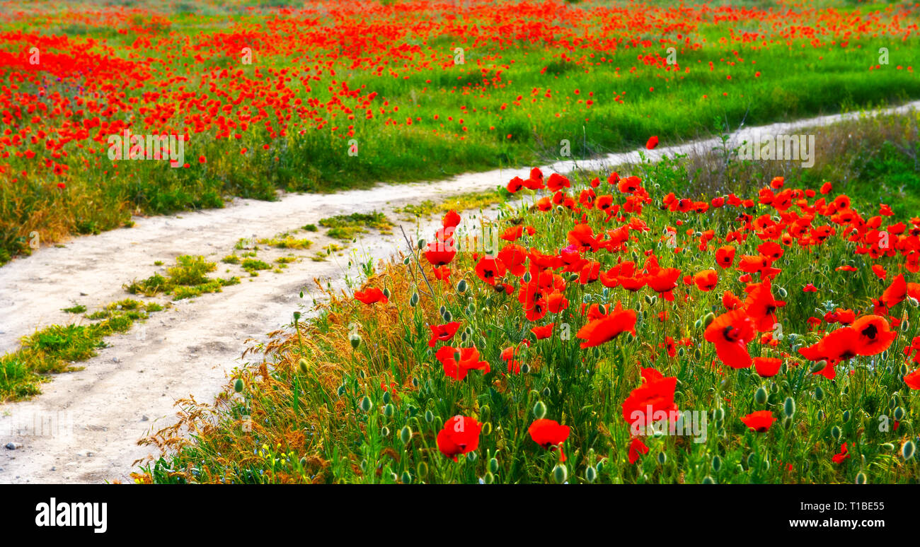 Poppy Fields Field Of Flowering Poppies Land High Resolution Stock ...