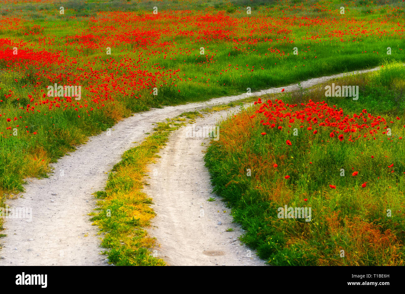 Poppy Fields Field Of Flowering Poppies Land High Resolution Stock ...
