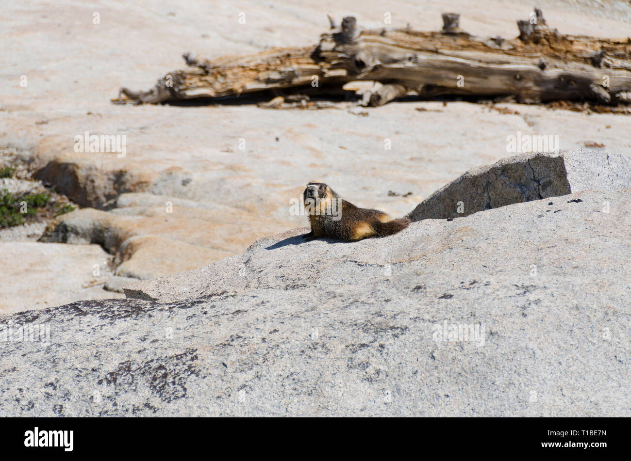 Marmot yosemite hi-res stock photography and images - Alamy