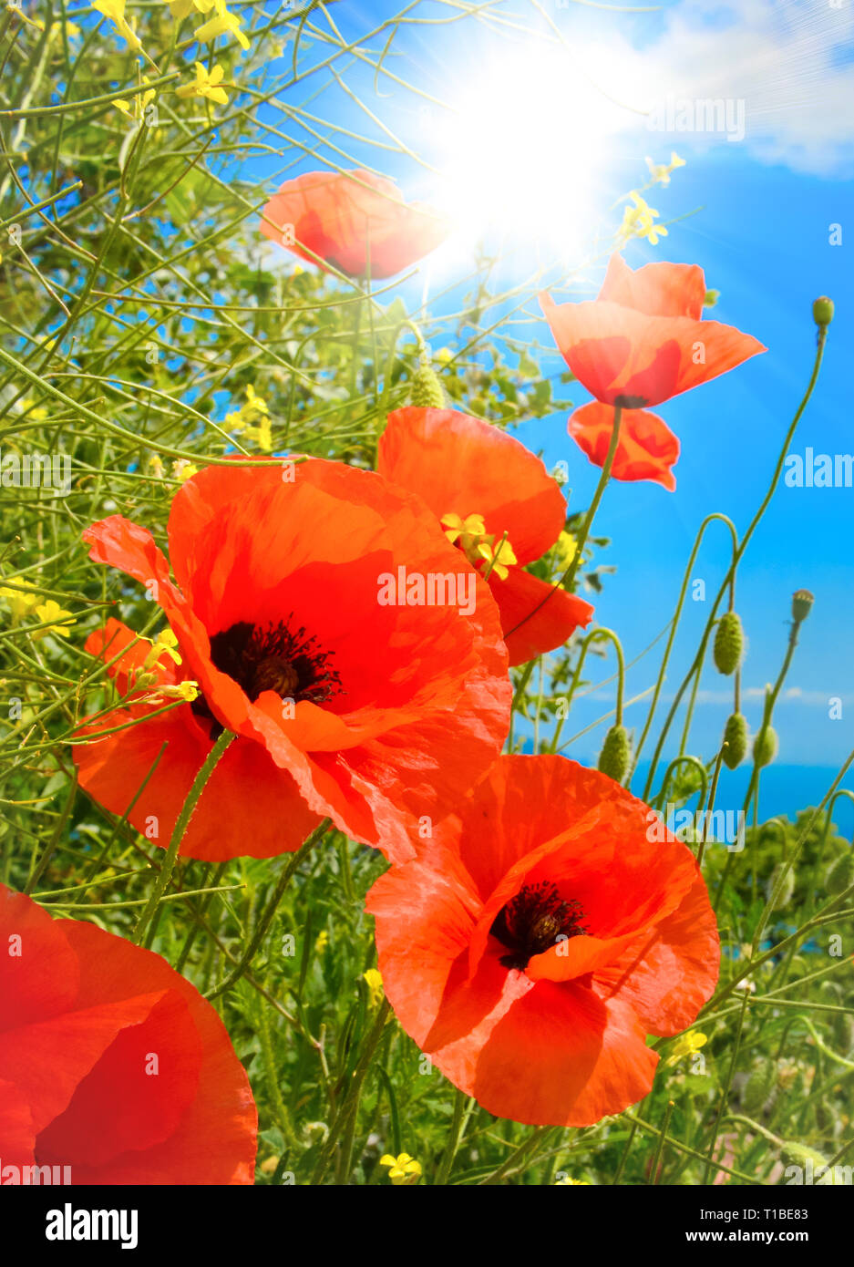 Beauty blue flowers hi-res stock photography and images - Alamy