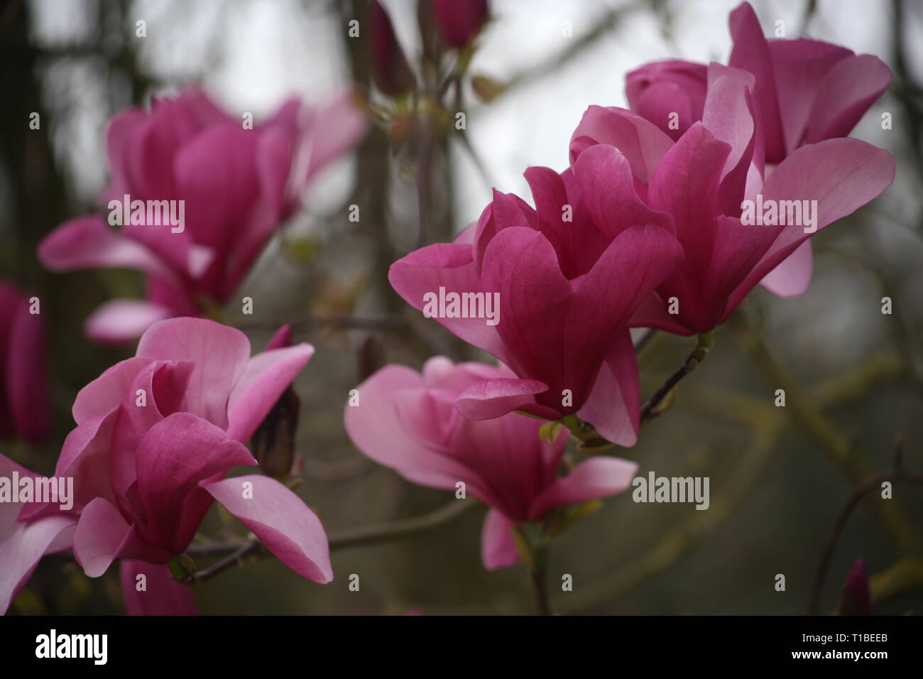 Magnolia tree blossoms detail hi-res stock photography and images - Alamy