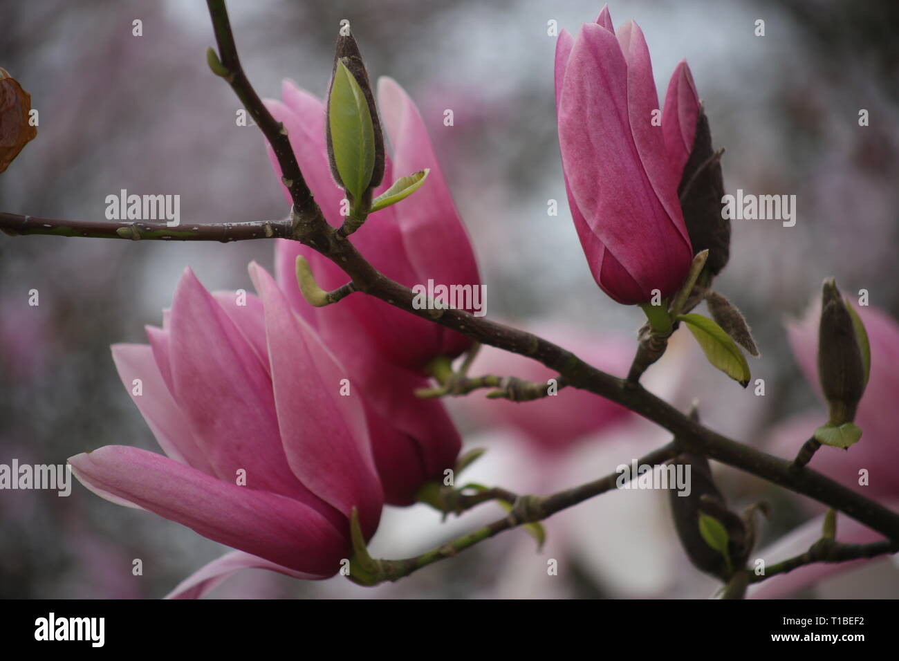 Branch of flowering Magnolia tree in springtime Stock Photo - Alamy