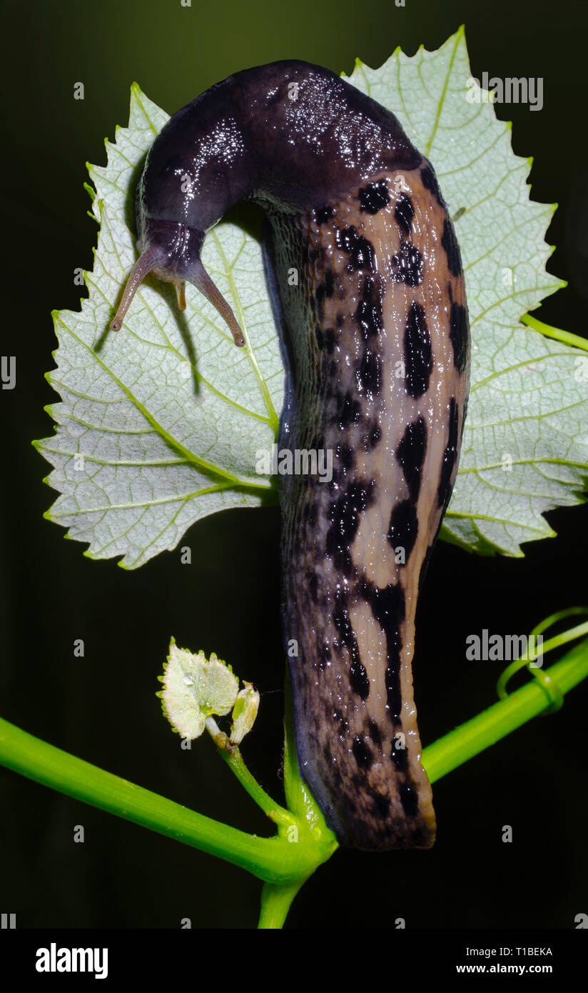 Slug look hi-res stock photography and images - Alamy